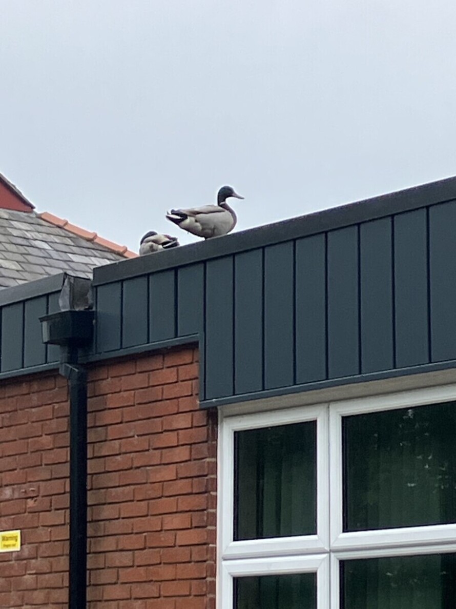 Cop Lane Church of England Primary School, Penwortham - Profile
