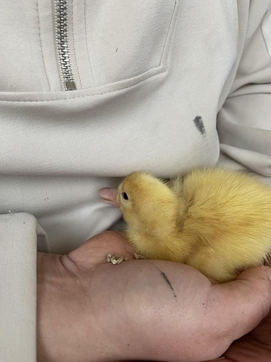 The St Gilbert of Sempringham Church of England Primary School, Pointon ...