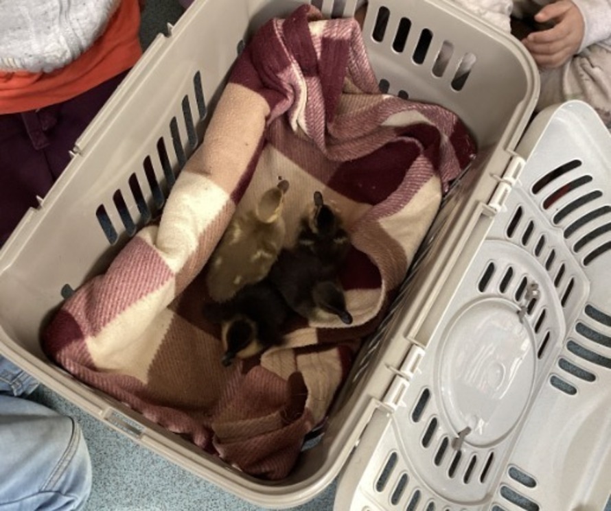 Bacton Primary School in Bacton - Profile (2023)