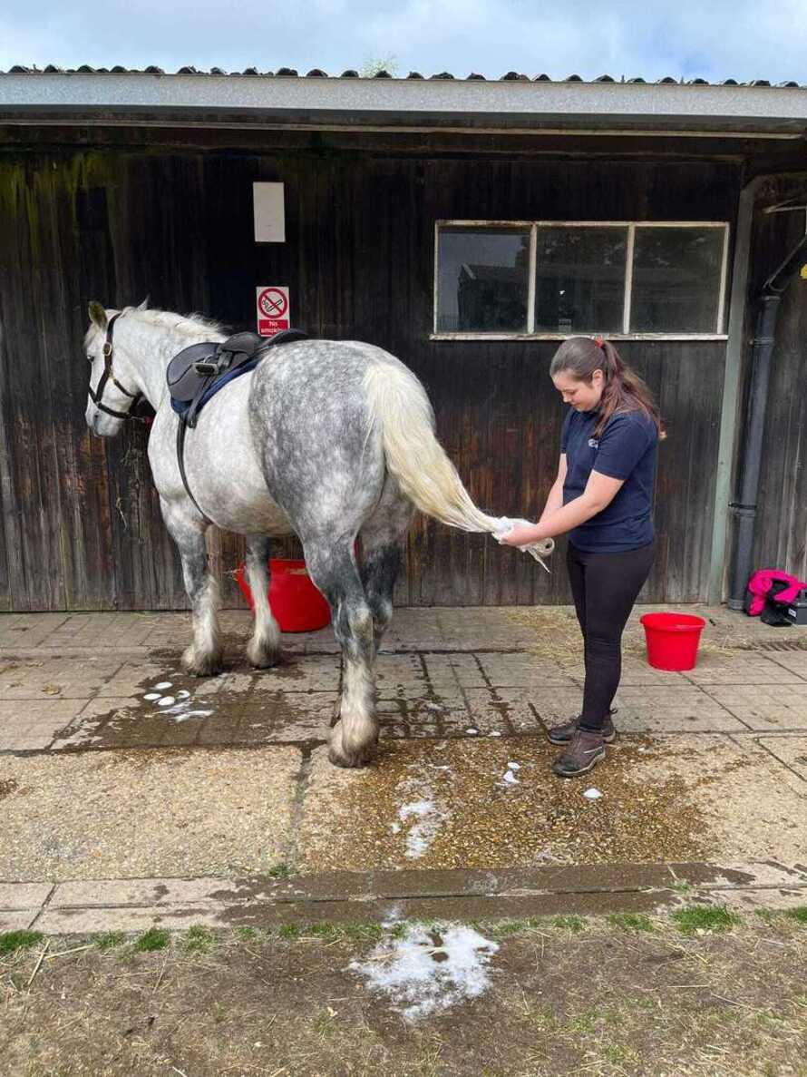 The Fortune Centre of Riding Therapy - Profile (2023)