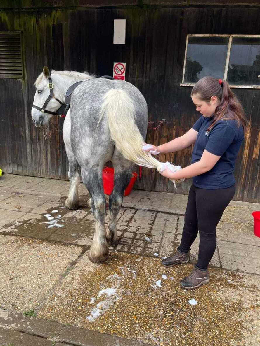 The Fortune Centre of Riding Therapy - Profile (2023)