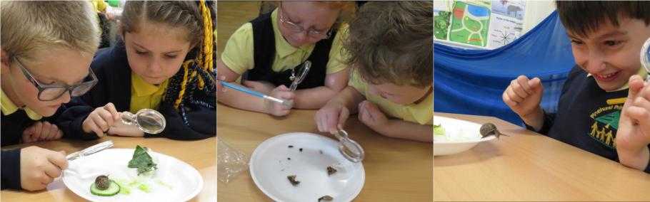 Pinehurst Primary School Anfield - Profile (2023)
