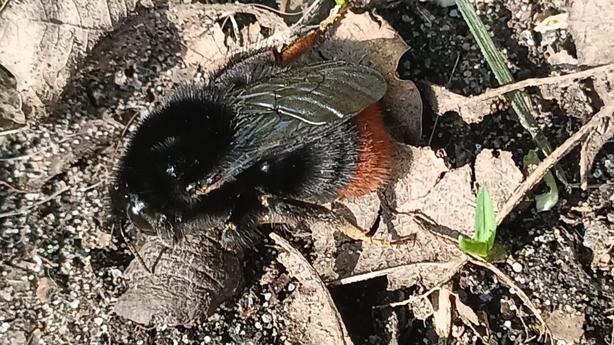 Congleton High School - Profile (2023)