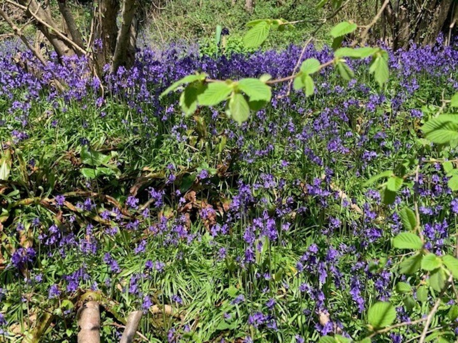 Staple Hill Children's Centre - Profile (2023)